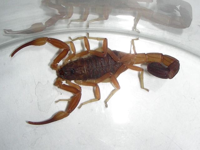 Apareció un nuevo alacrán en La Plata y desde la UNLP advierten sobre ...