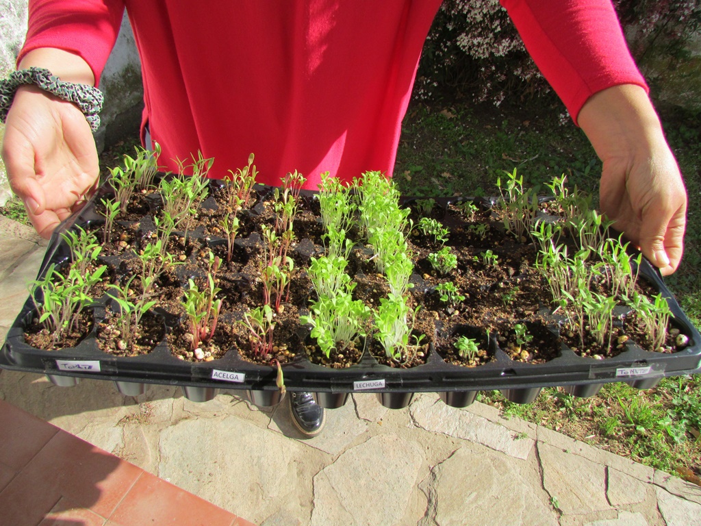 El INTA comenzó a repartir el kit de semillas Pro-Huerta de la ...