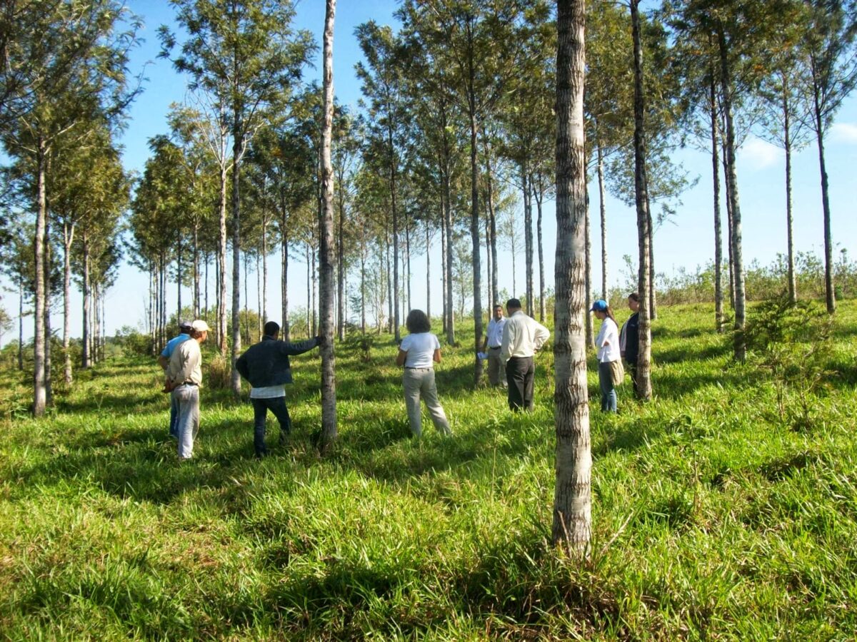 "Plan Forestal": de qué se trata el programa provincial que impulsa la ...