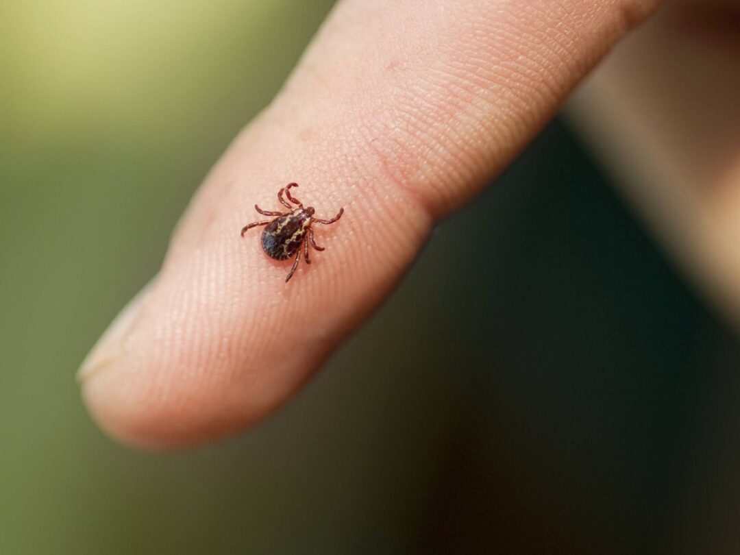 Qué hacer ante la picadura de una garrapata y qué es la rickettsiosis