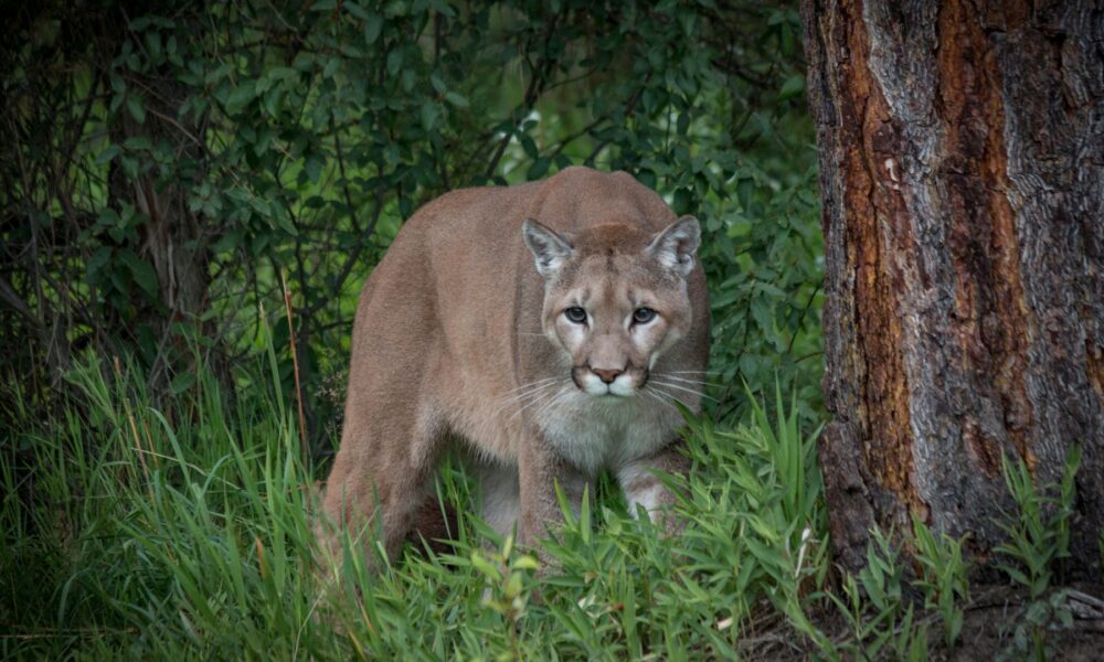 Necochea en alerta por la presencia de un puma en el Parque Miguel Lillo